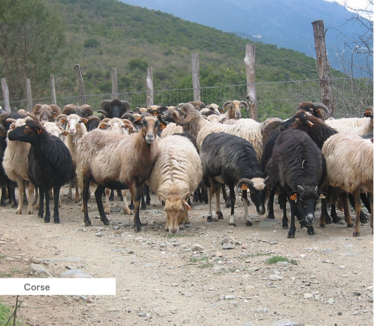 La filière - France Brebis Laitière