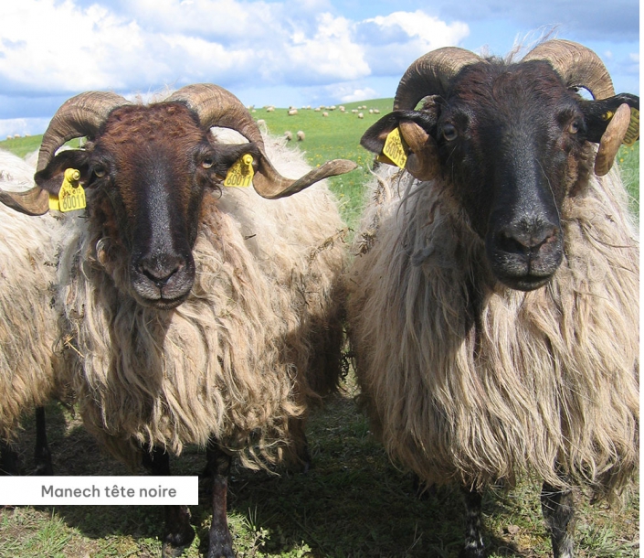 La filière - France Brebis Laitière